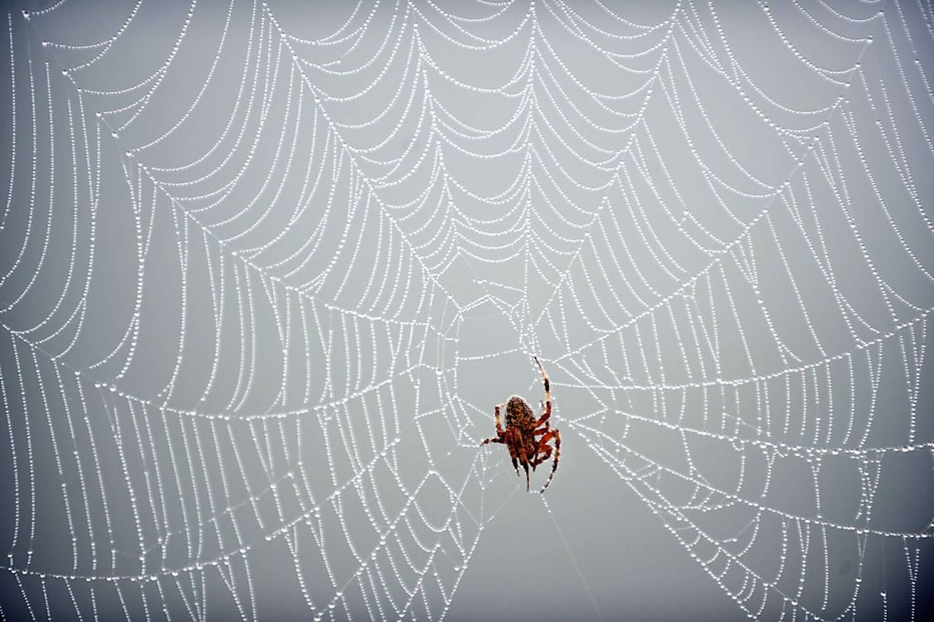 'Pumpkin spiders' weave silky magic in autumn