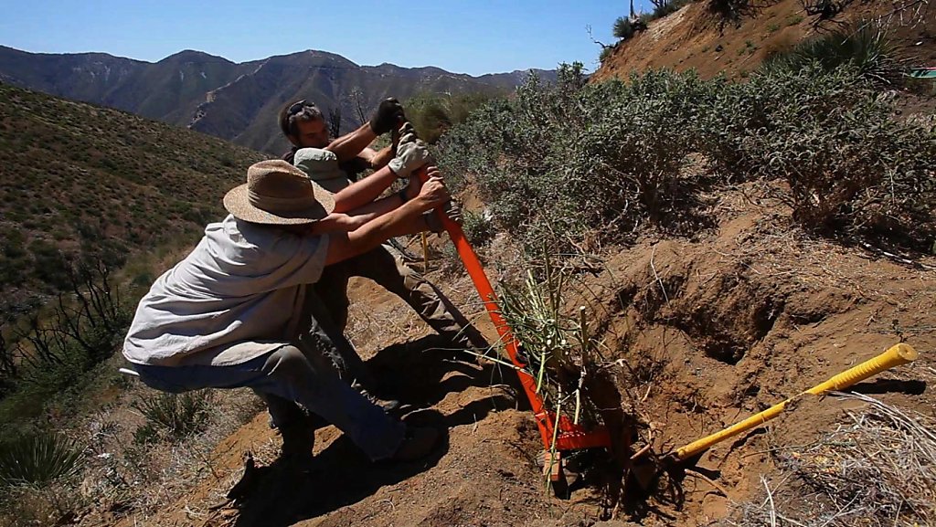 Invasive weeds are taking over our National forest