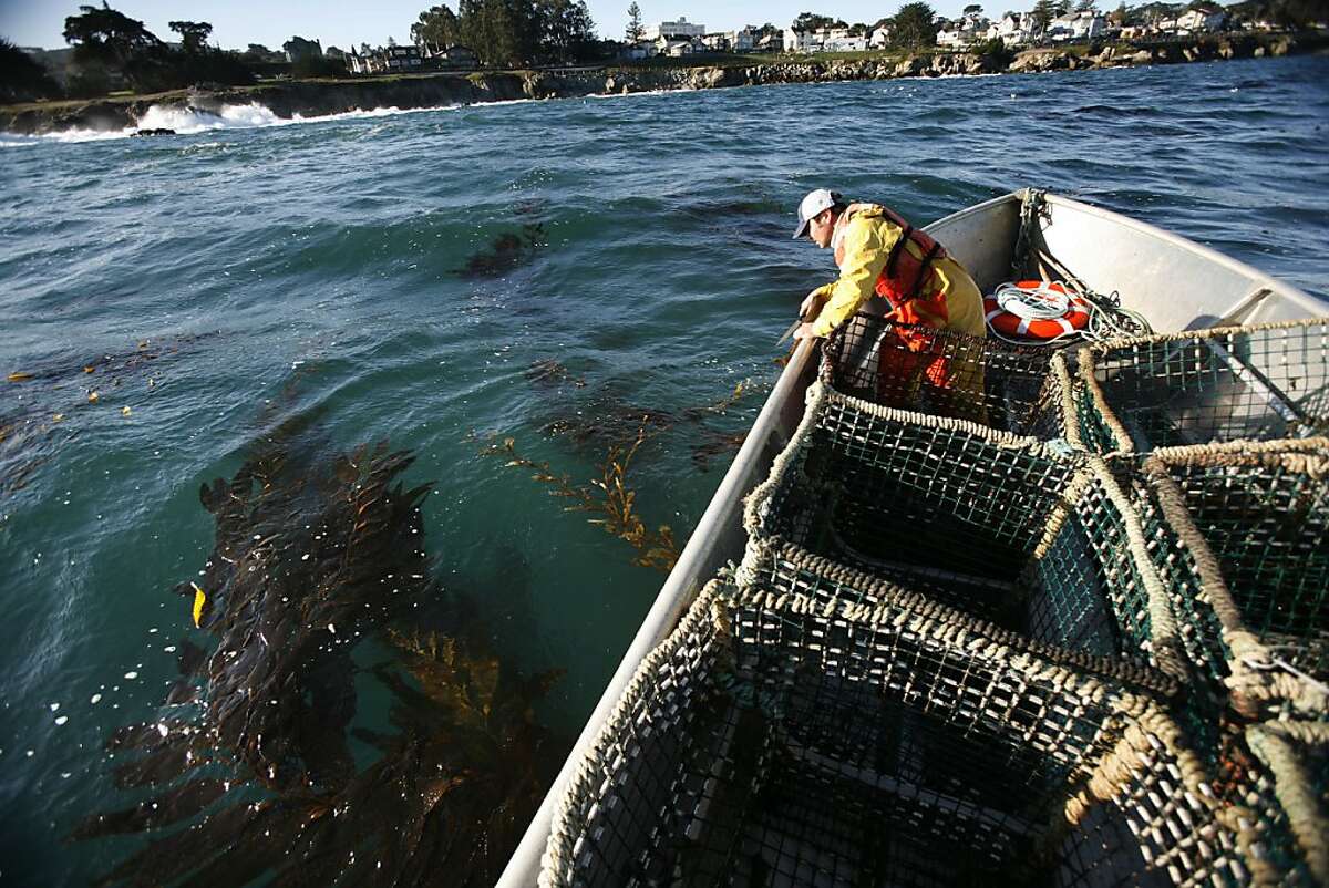 Abalone adventures along the Monterey coast