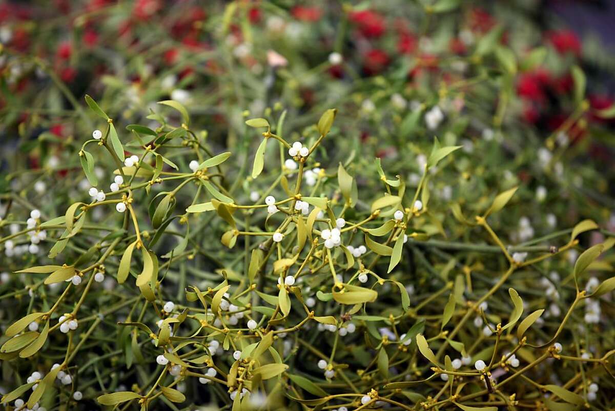 Blessing the mistletoe