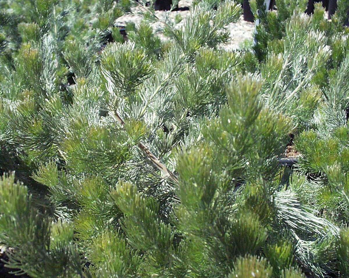 Woolly bush, Adenanthos sericeus, adds a soft touch