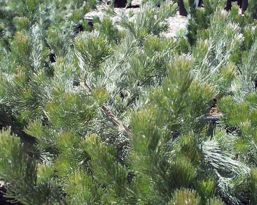 Woolly bush, Adenanthos sericeus, adds a soft touch