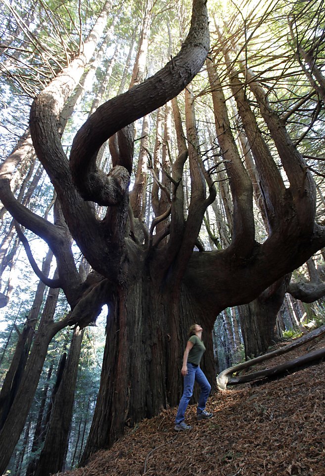Shady Dell deal preserves majestic redwood forest