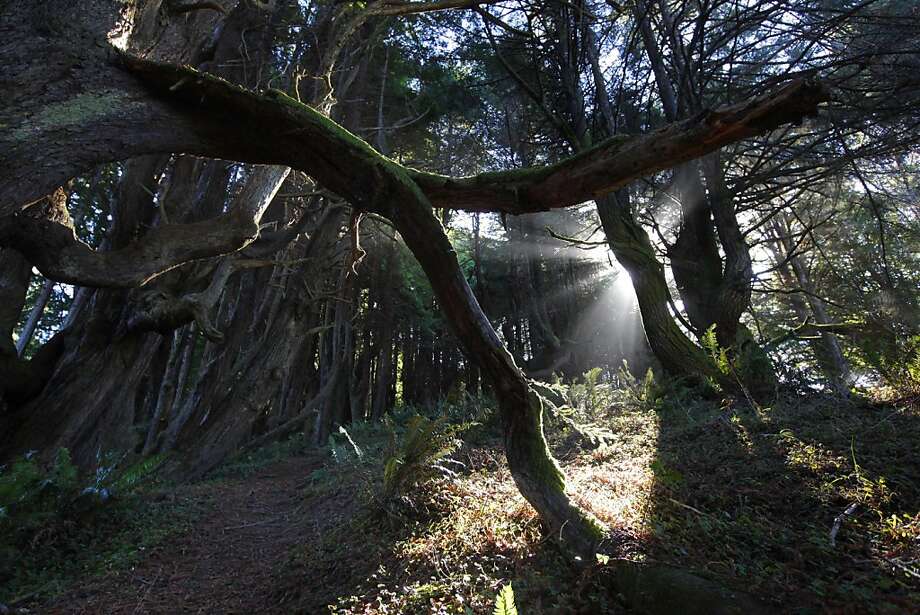 Shady Dell deal preserves majestic redwood forest - SFGate
