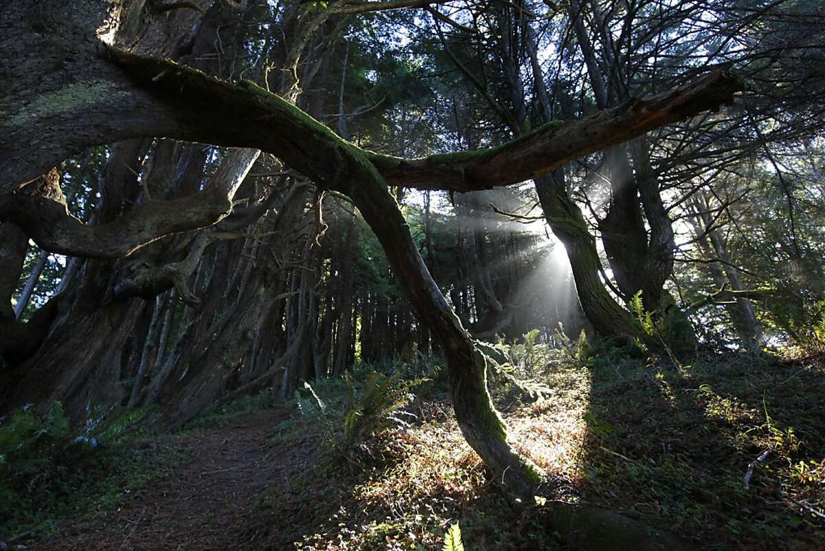 Shady Dell deal preserves majestic redwood forest