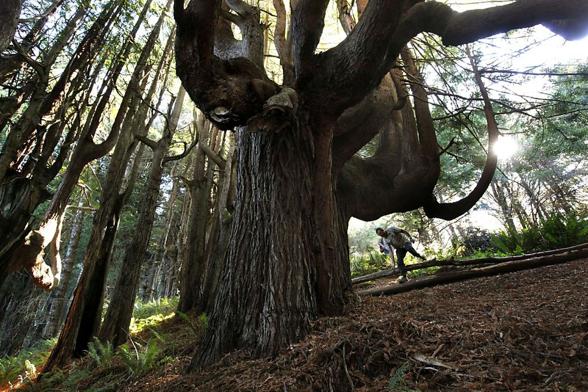 Shady Dell deal preserves majestic redwood forest