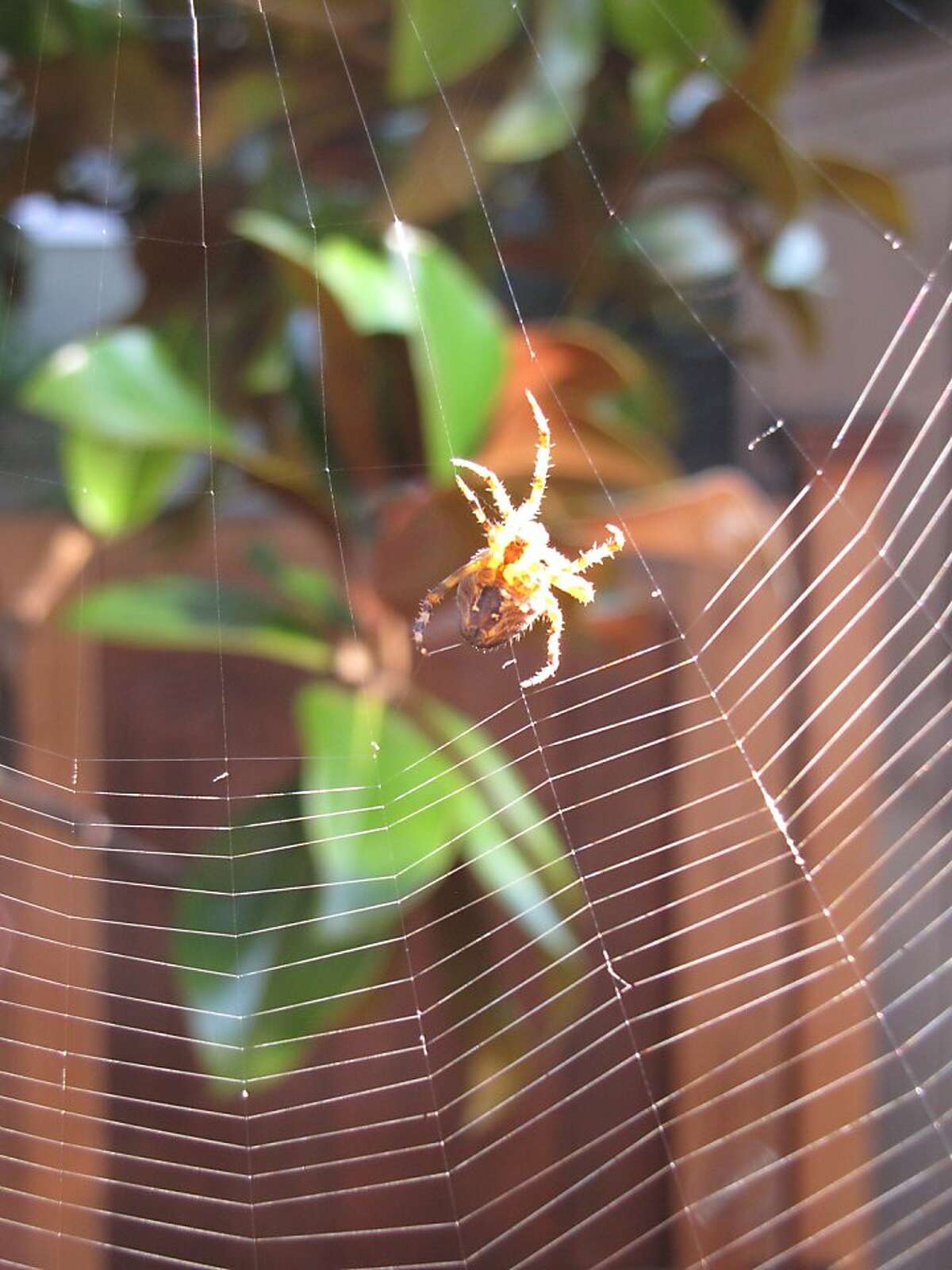 'Pumpkin spiders' weave silky magic in autumn