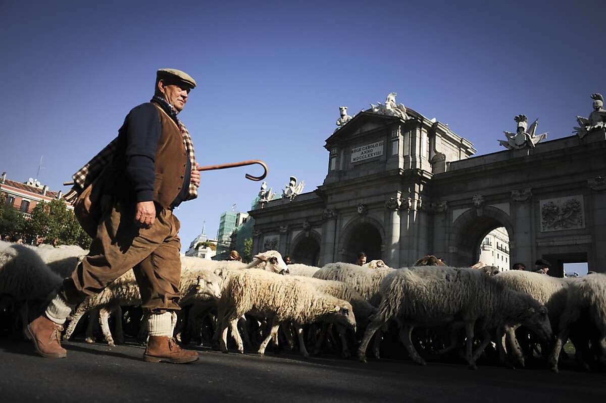 Spanish shepherds drive flocks through Madrid