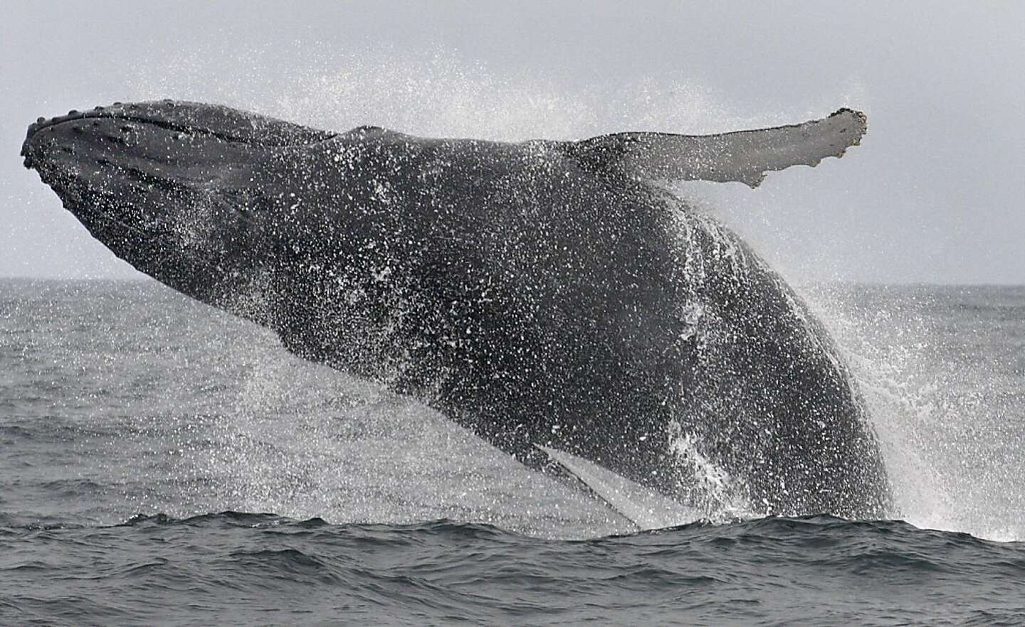 Gray whale migration arrives off coast