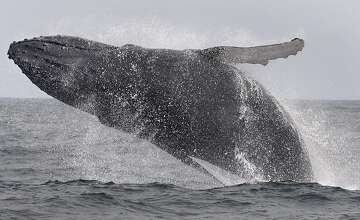 Gray whale migration arrives off coast
