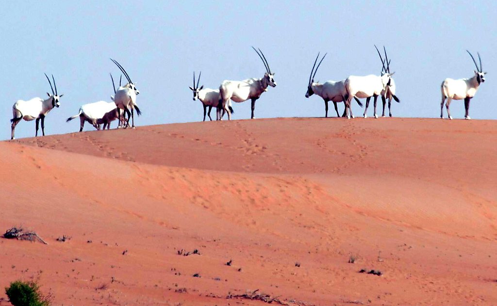 Arabian oryx makes comeback in Middle East