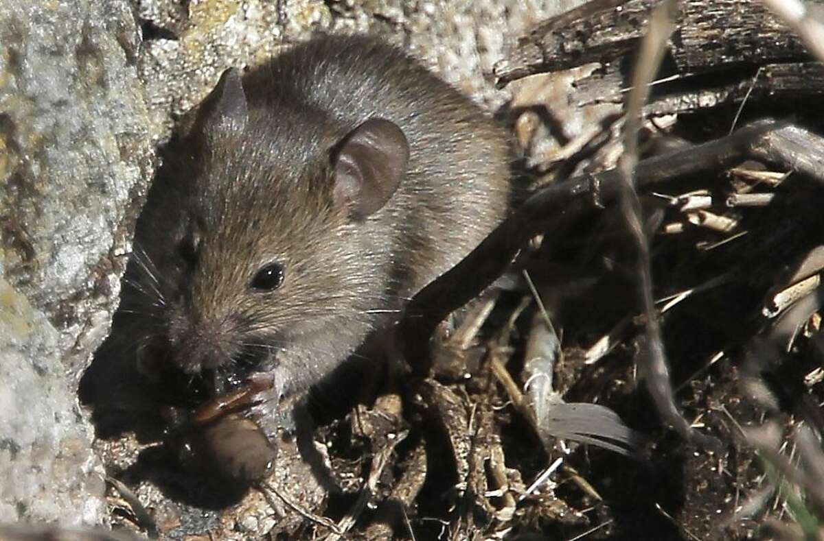 Concern over fallout of bombing mice with pesticide