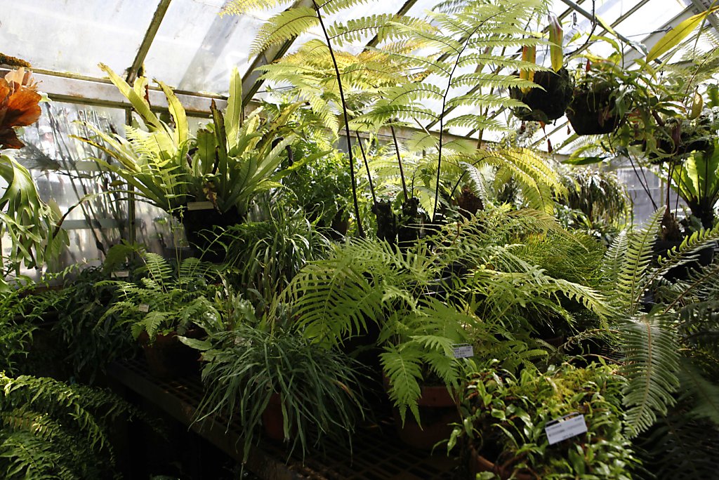 Primitive ferns fierce in fighting pollution