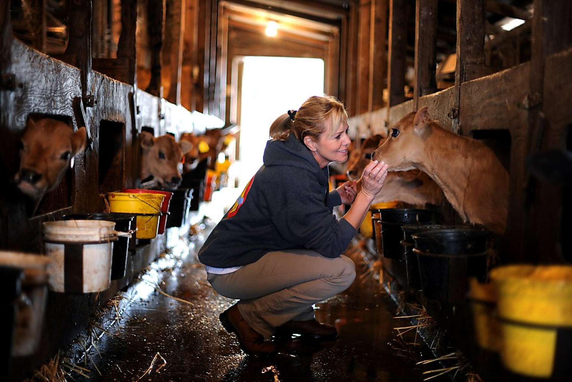 Artisan cheese makers abound in Sonoma and Marin