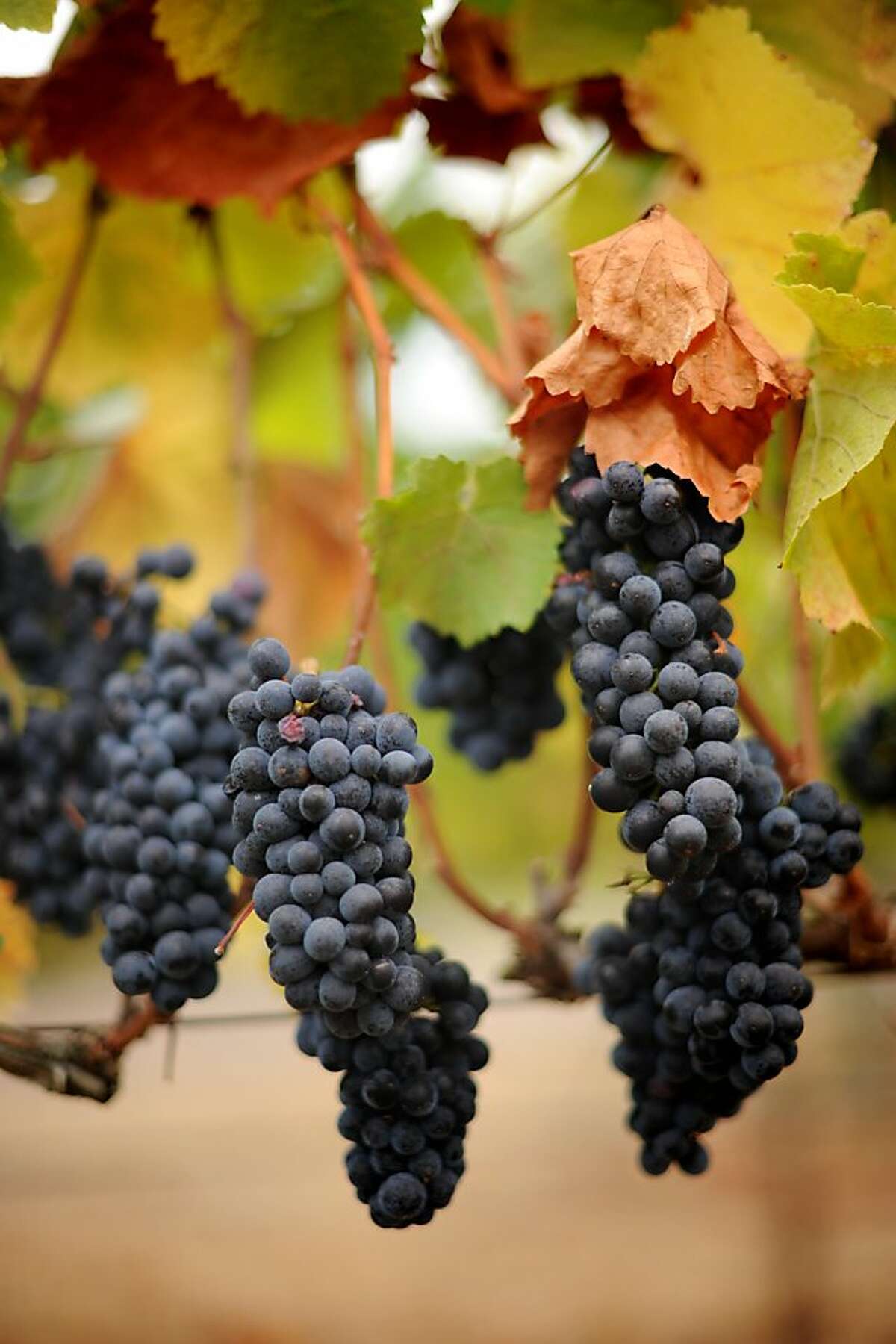 As Pinot Noir evolves, Anderson Valley grows up