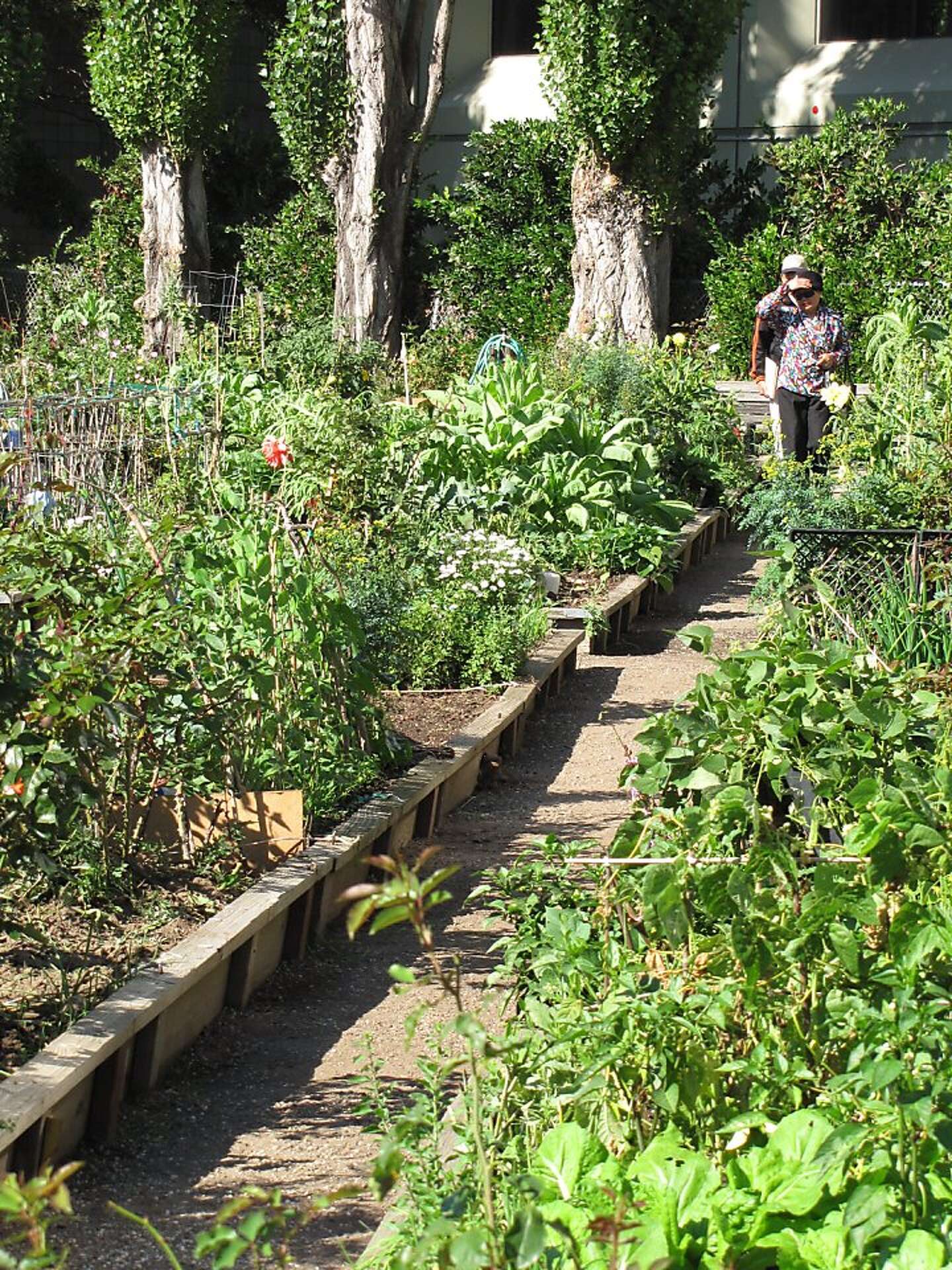 Alice Street Community Gardens a treasure for all