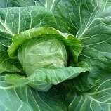 Best edibles to grow in shade in Bay Area - SFGate