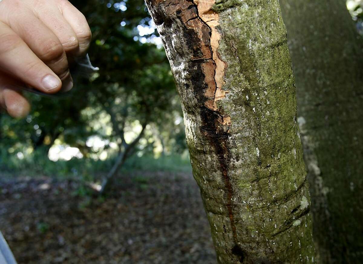 Sudden oak death cases jump, spread in Bay Area