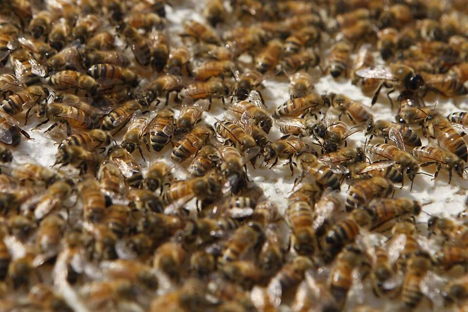 Bountiful first harvest: 72 pounds of sweetness