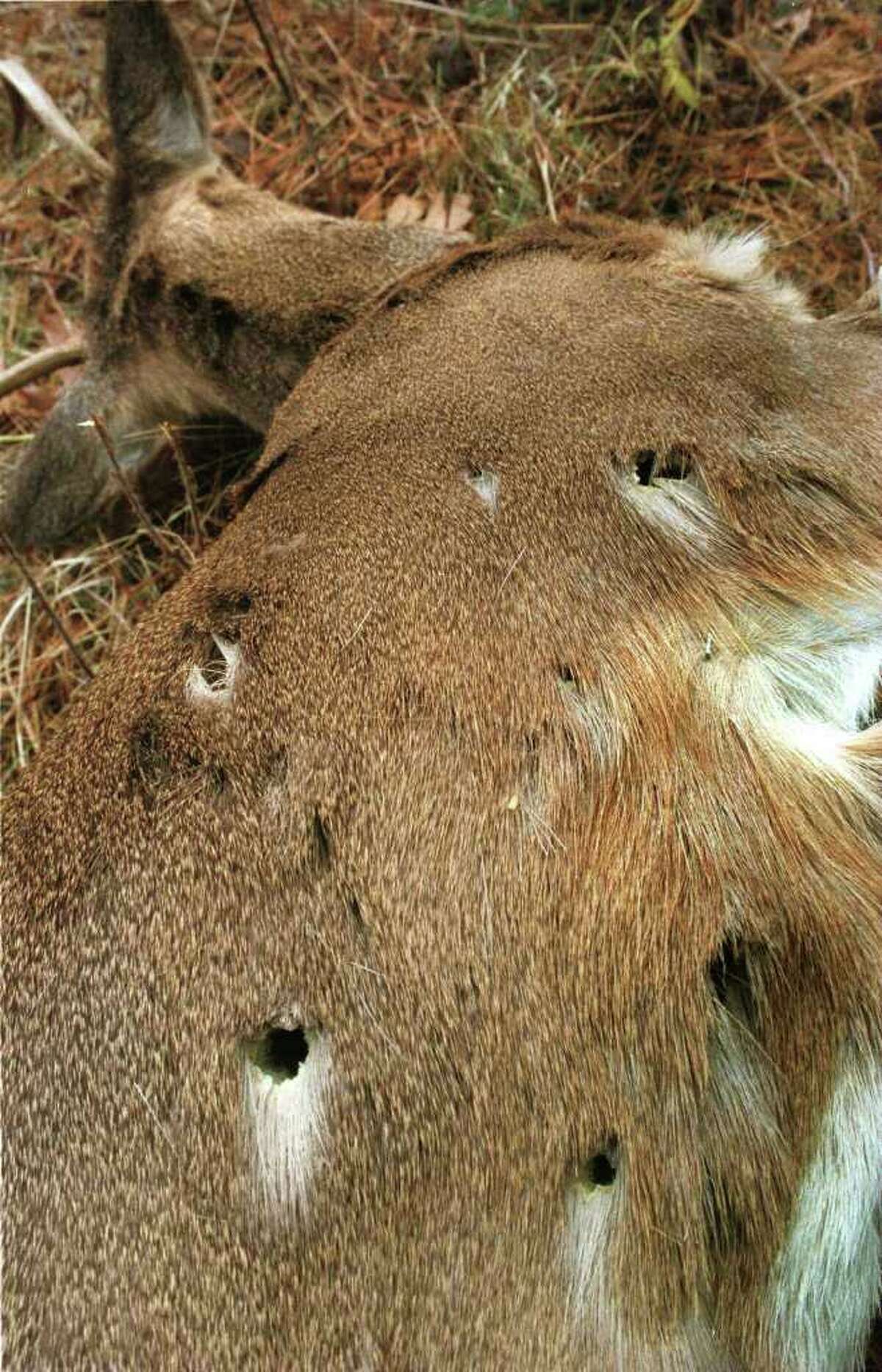 Dozens snared in hunting crackdown