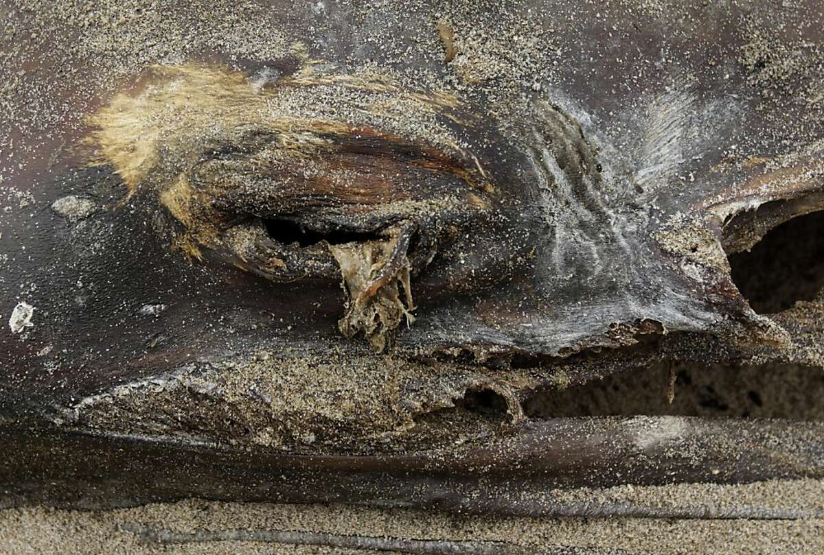 Carcass provides one whale of a science lesson