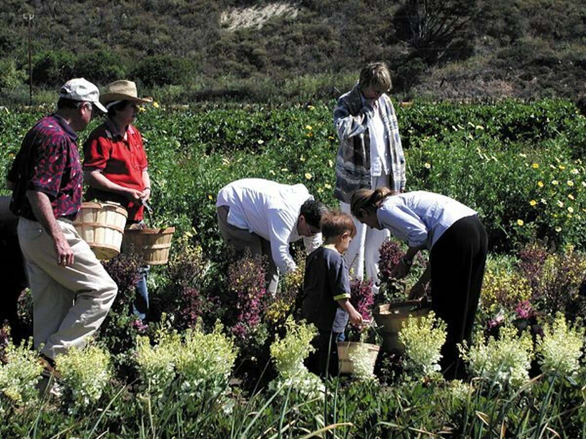 Farm tours and fresh veggies in California's 'salad bowl'