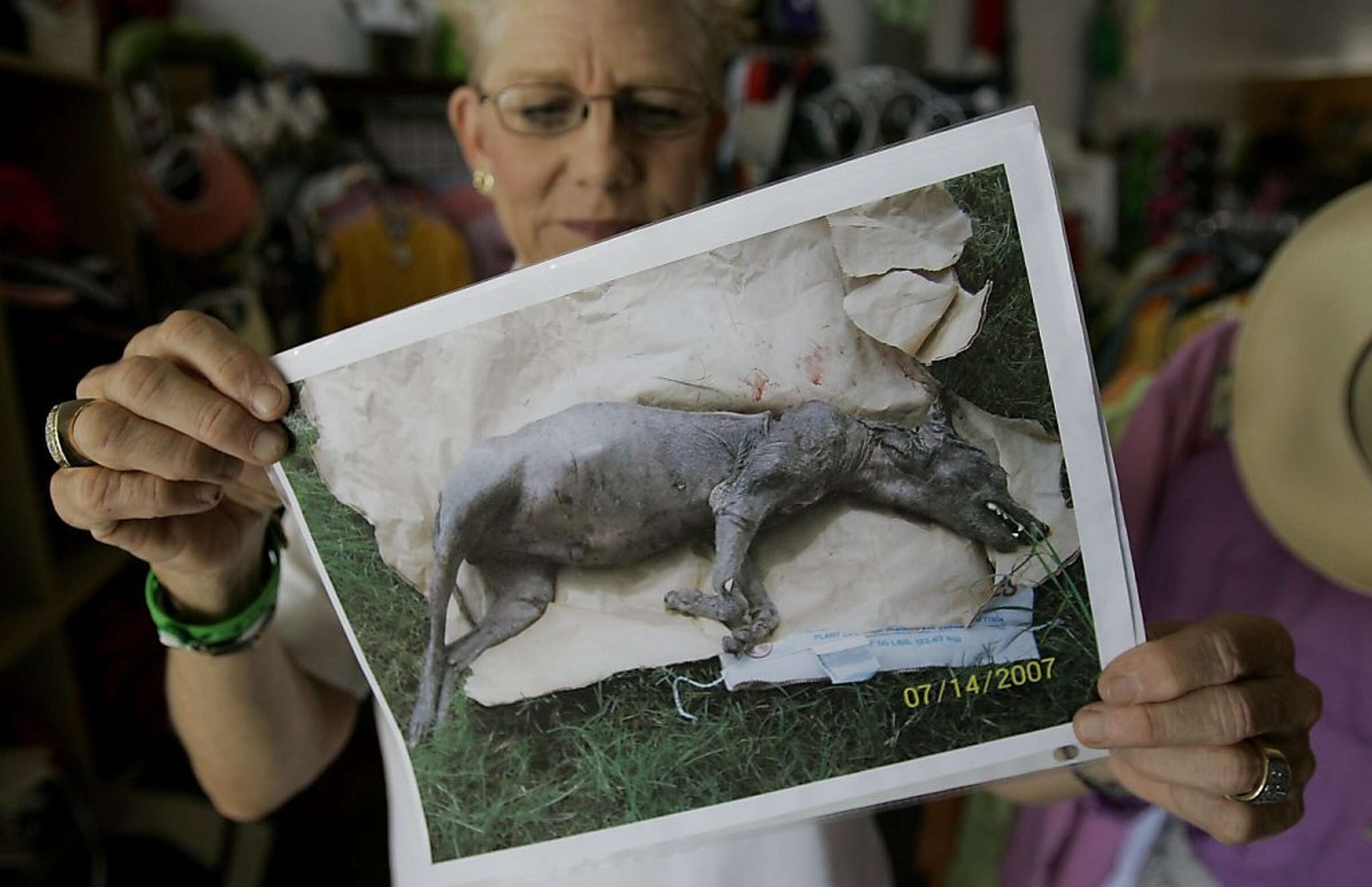 El Chupacabras: Tracing Mexico's most infamous monster