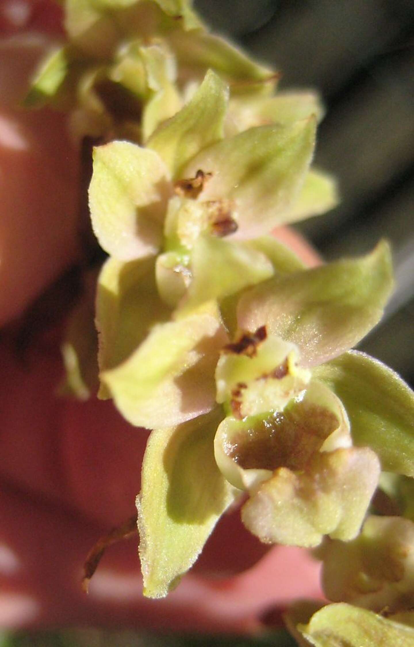 Weedy orchid taking root