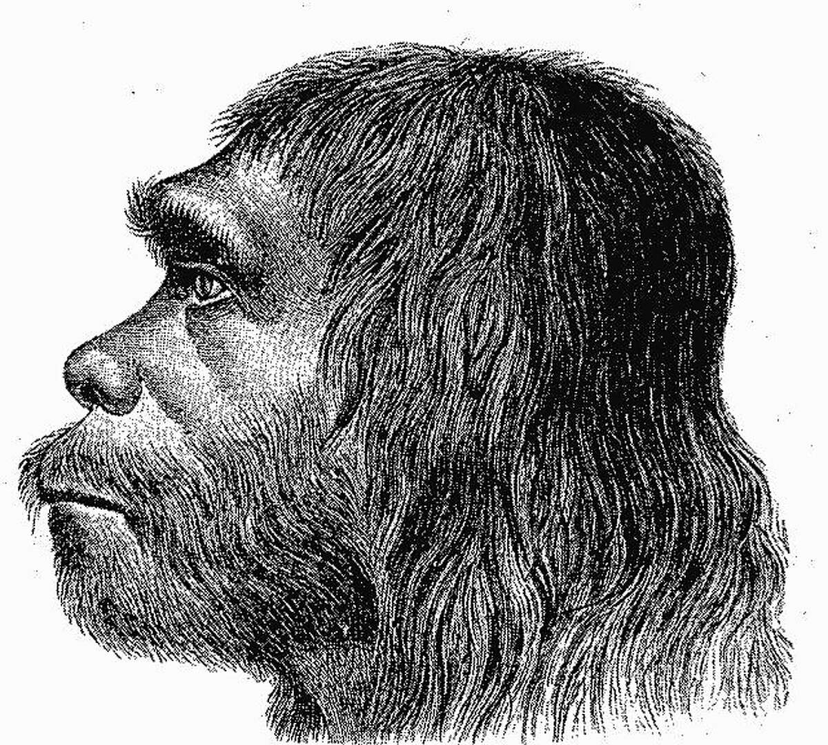 Neanderthal genome inherited by humans, study says