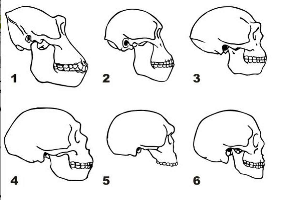 Neanderthal genome inherited by humans, study says