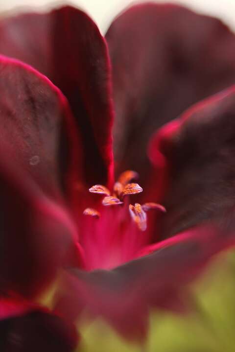 Rare geraniums, pelargoniums at Richmond greenhouse