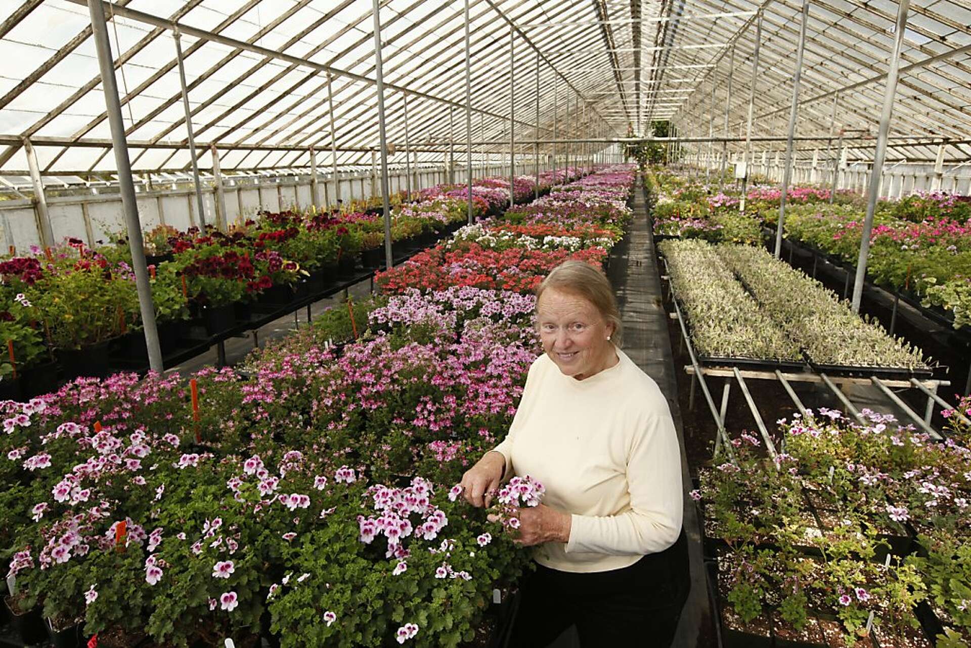 Rare geraniums, pelargoniums at Richmond greenhouse