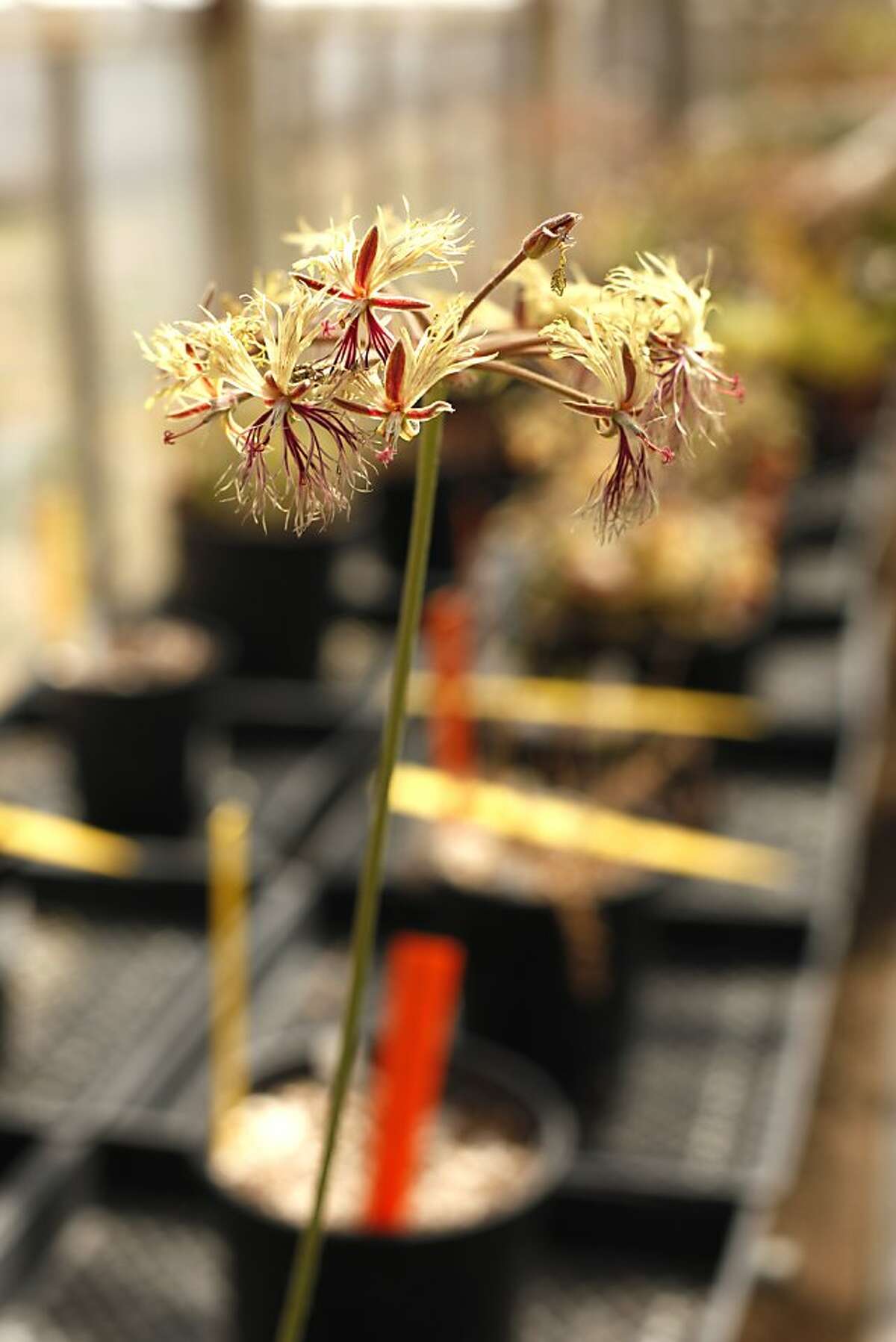 Rare geraniums, pelargoniums at Richmond greenhouse