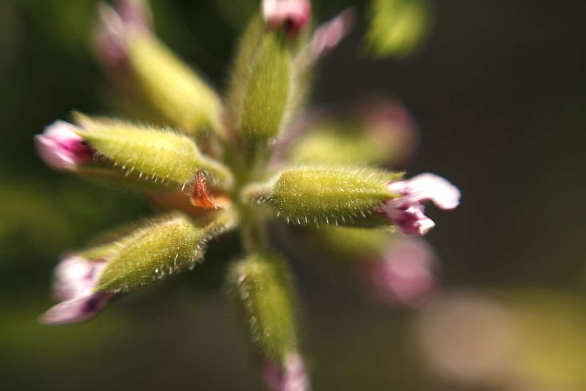 Rare geraniums, pelargoniums at Richmond greenhouse