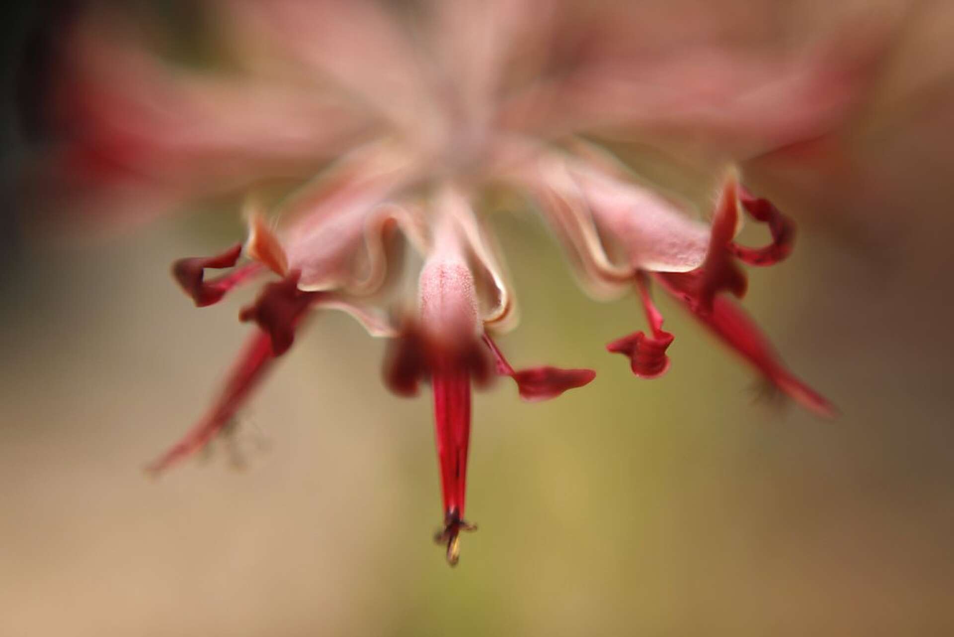 Rare geraniums, pelargoniums at Richmond greenhouse