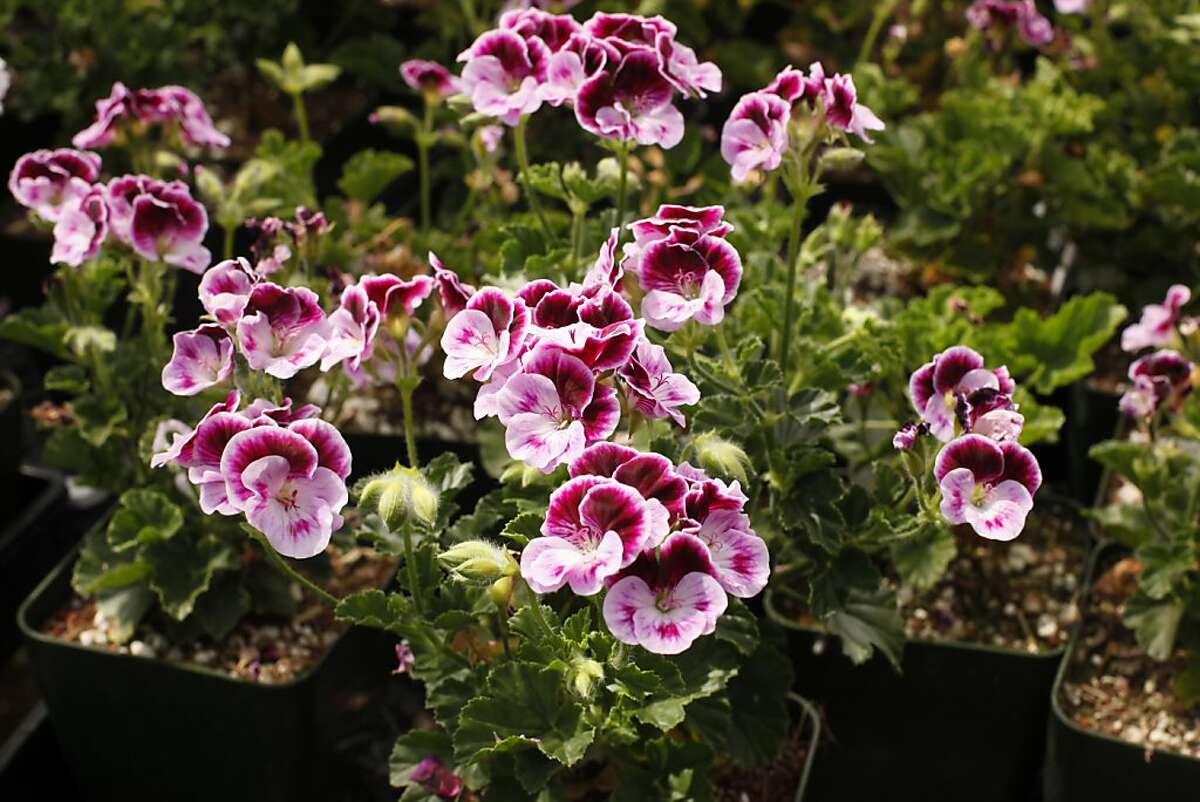 Rare geraniums, pelargoniums at Richmond greenhouse