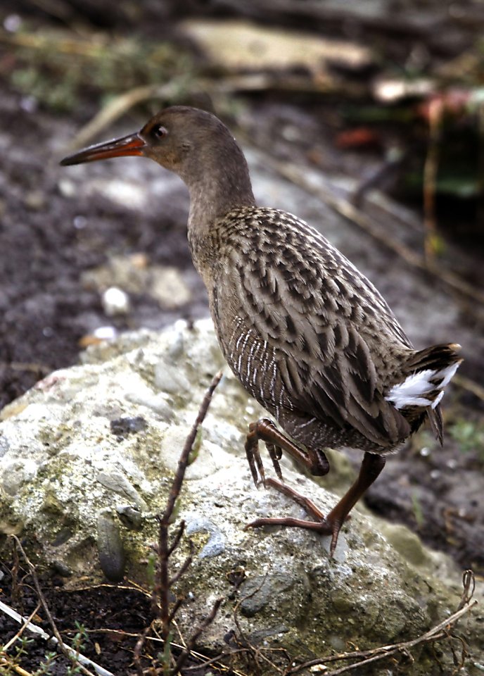 Bill to restore wetlands, clapper rail habitat dies