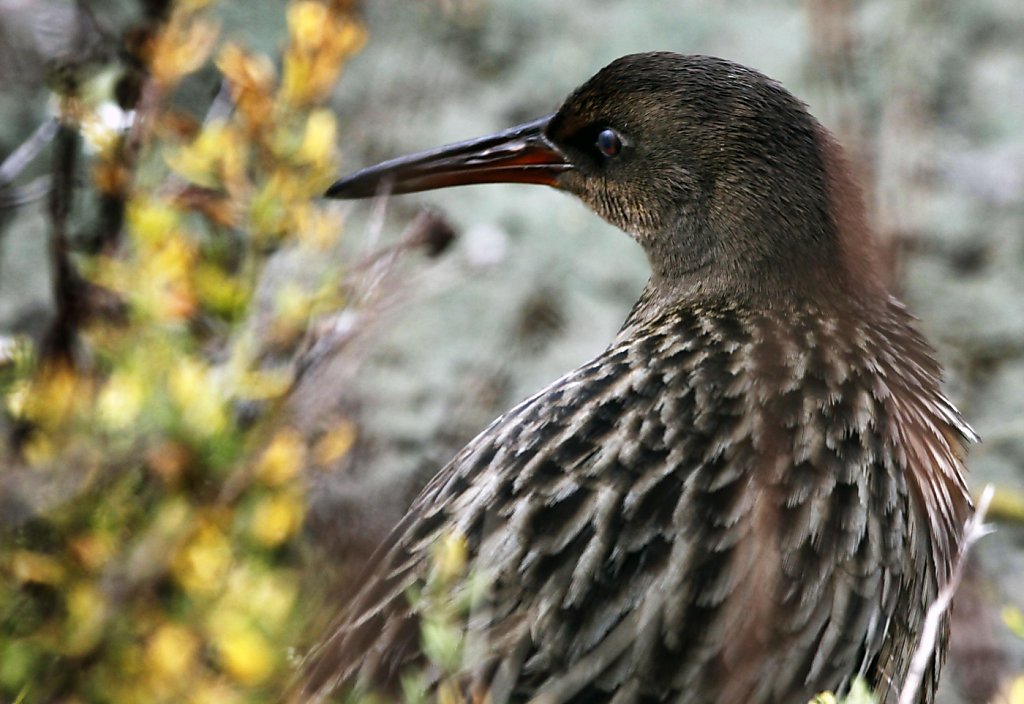 Clapper rails discovered nesting in SF