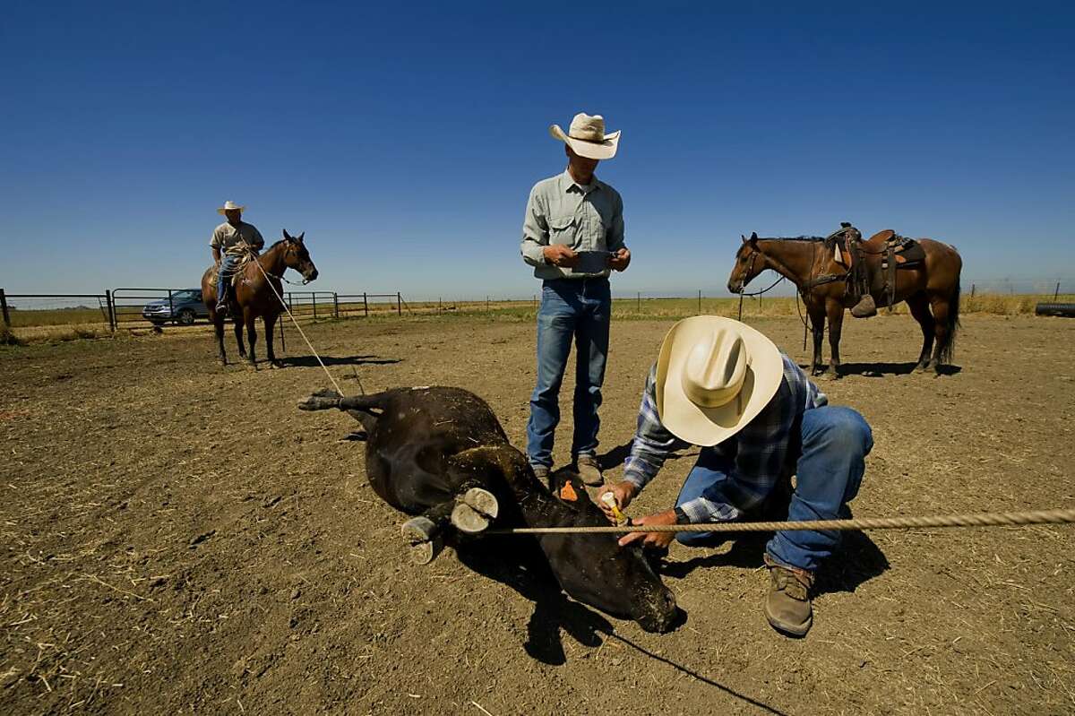 Golden State grasslands