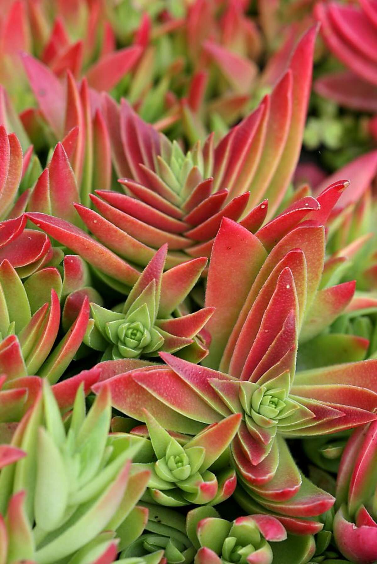 Crassula corymbulosa 'Red Pagoda' a tiny marvel