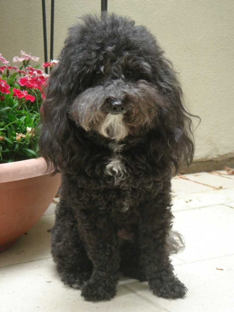 Spot the pet, Iffy a dog