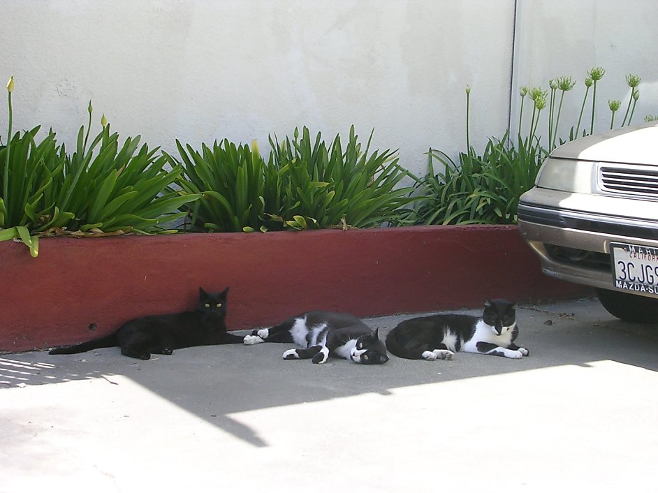 Distrust to trust: Wave Geber, cats go the distance