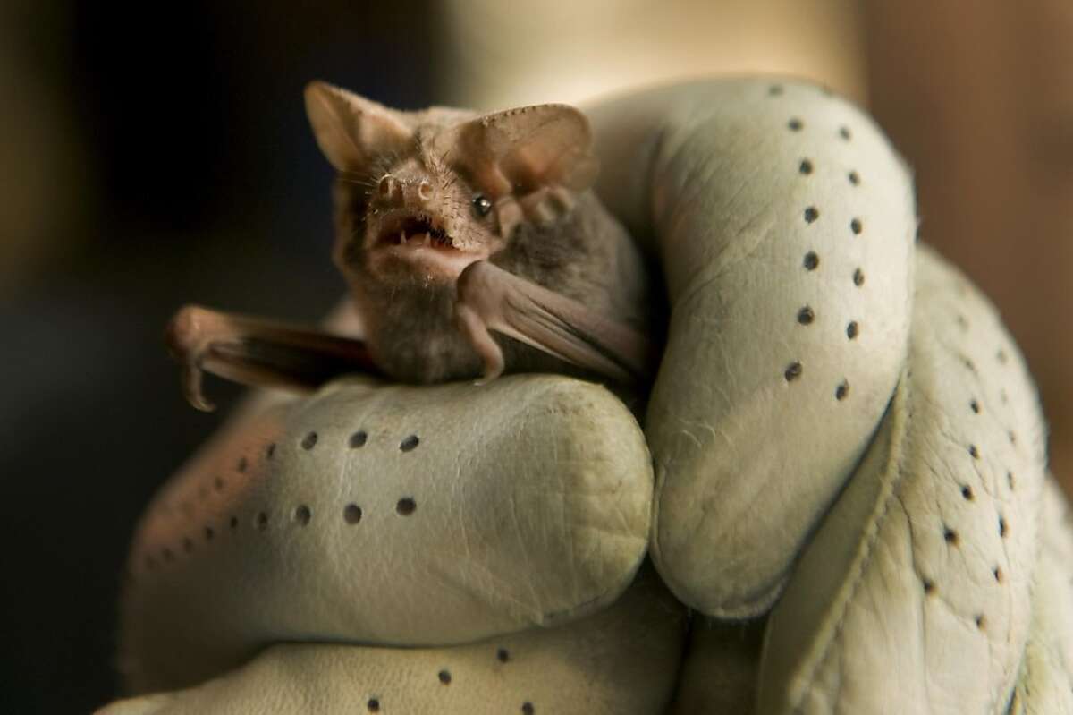 Vampire bats could hold key to nervous system