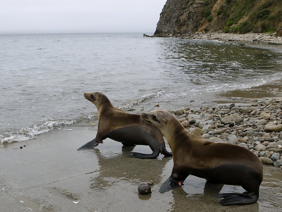 Marine Mammal Center returns healed sea lions home