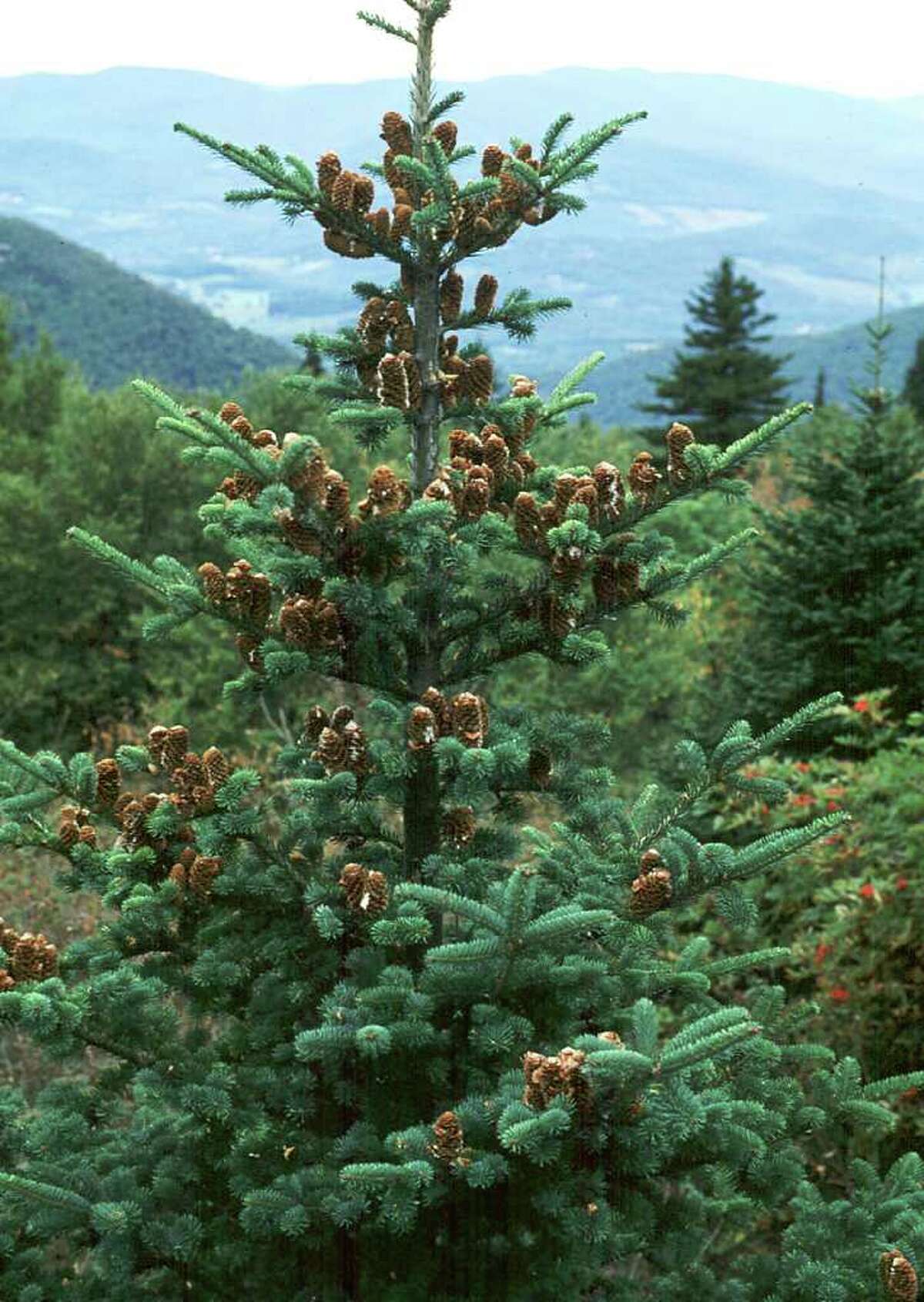 Balsam Fir Is The Perfect Christmas Tree Balsam Fir Is The Perfect Christmas Tree