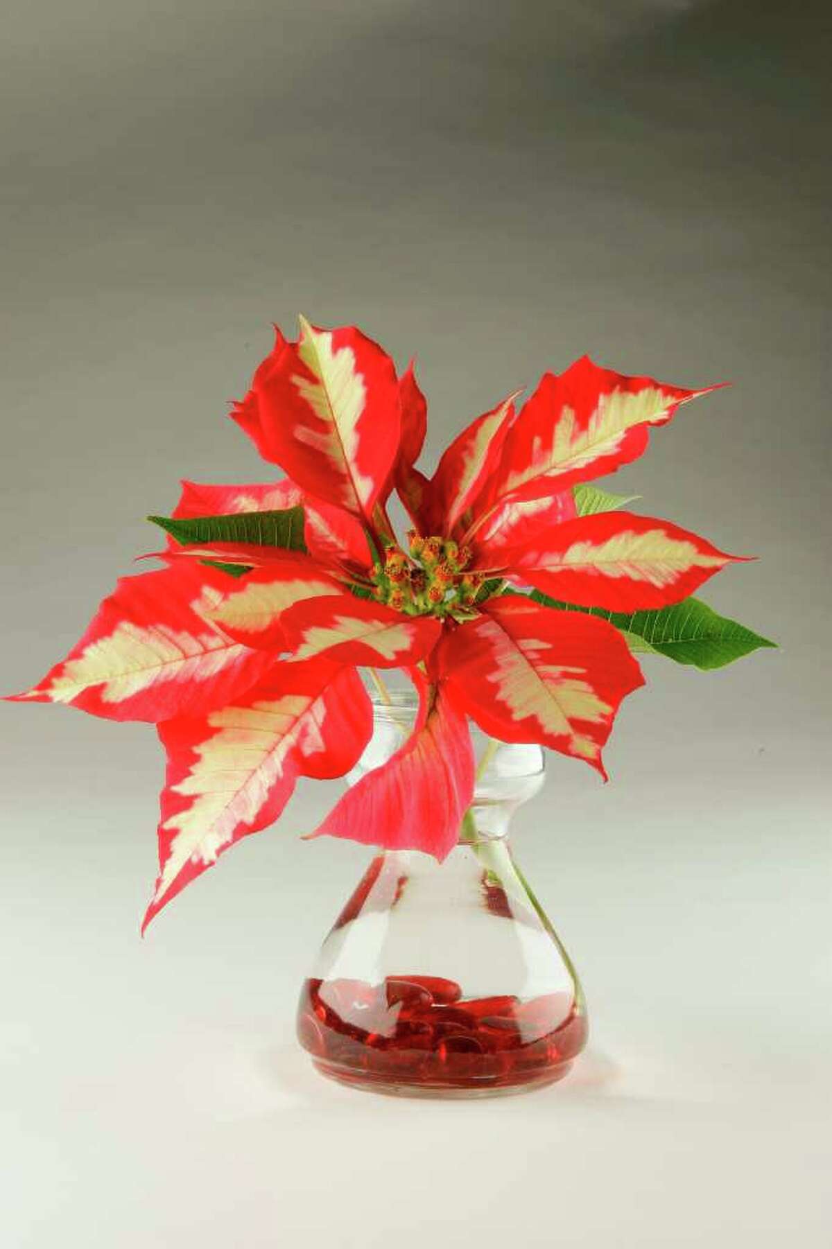Build a poinsettia tree for a tabletop
