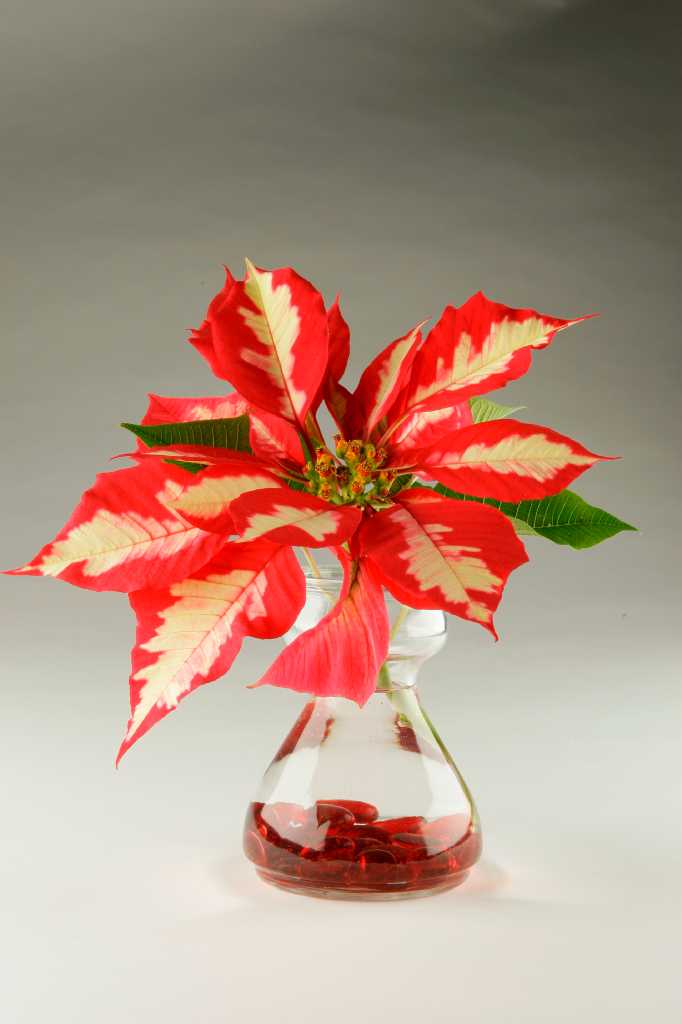 Build a poinsettia tree for a tabletop