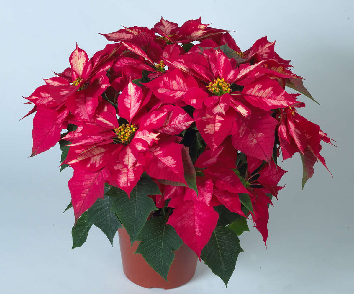 Build a poinsettia tree for a tabletop