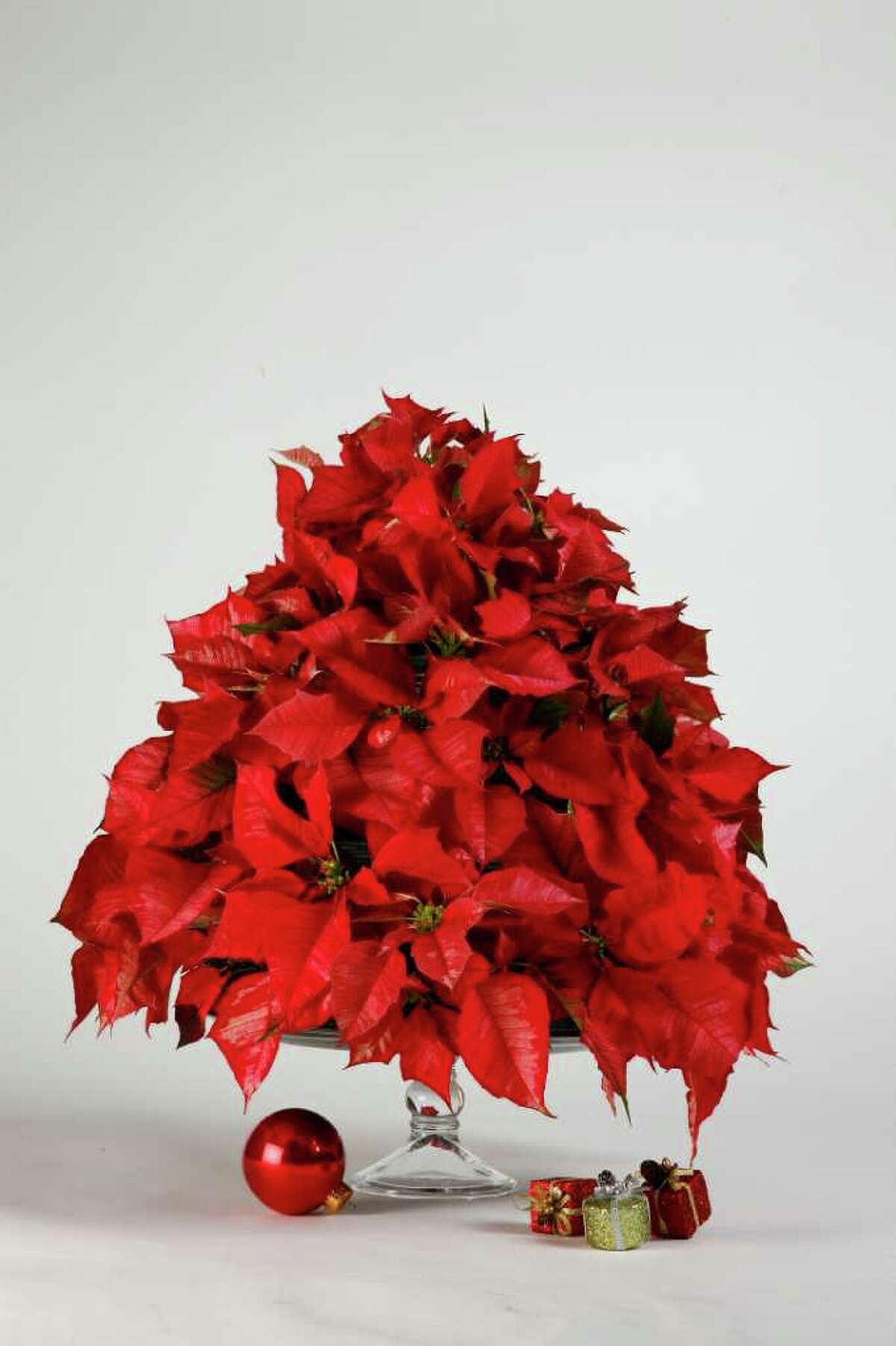 Build a poinsettia tree for a tabletop