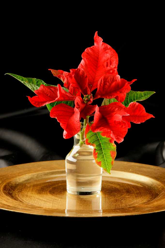 Build a poinsettia tree for a tabletop